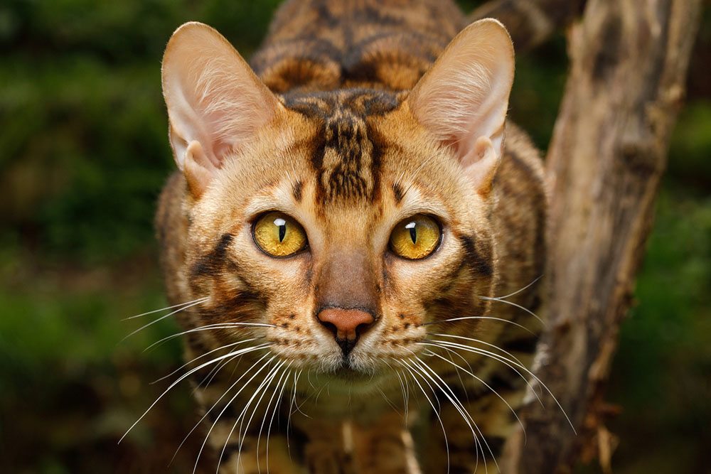 7 Things You Should Know Before Getting A Cat Animal Talk