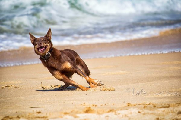 kelpie running - Animal Talk